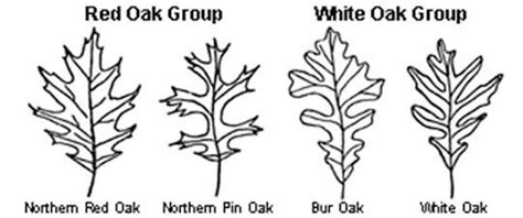 Northern Pin Oak Campus Trees