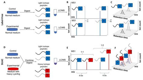 Outline Of Label Free And Silac Quantification A C Principles Of