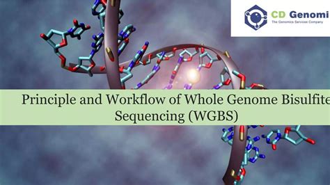Principle And Workflow Of Whole Genome Bisulfite Sequencing Ppt