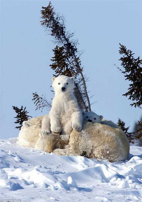 Cute White Bear Cubs
