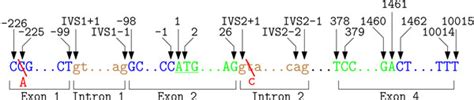 illustration of the “intervening sequence” concept in human mutation