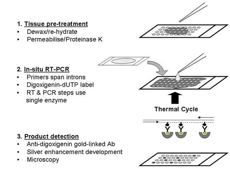 Application Of In Situ Reverse Trancriptase Polymerase Chain Reaction Rt Pcr To Tissue