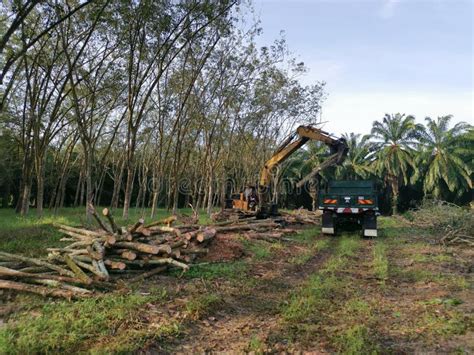 Grabber Excavator Lifting Cut Tree Trunk Pieces Onto The Lorry To Be Transported At Kg Koh