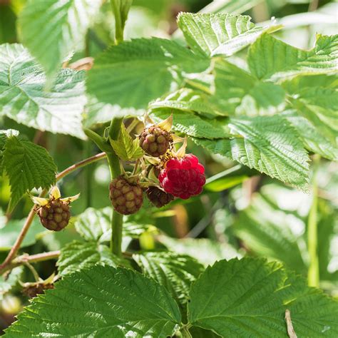 When To Plant Raspberry Canes According To Gardening Experts Ideal Home When To Plant Raspberry Canes According To Gardening Experts Ideal Home