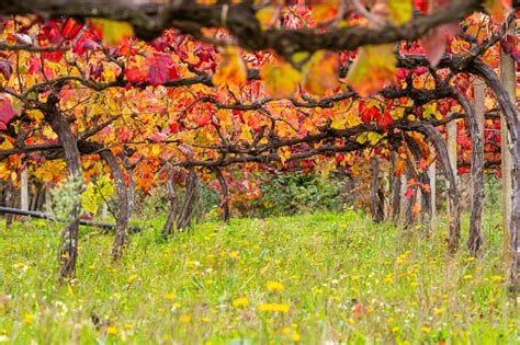 포르투갈의 세계에서 가장 오래된 와인 지역 가을에 포도원에서 성장하는 붉은 포도 덩굴의 다른 종류 레드 화이트 및 포트 와인의 생산 0명에 대한 스톡 사진 및 기타 이미지