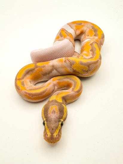 Banana Pied Ball Python By Magic City Pythons