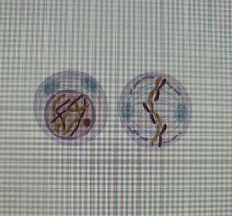 Lecture Test 3 Flashcards Quizlet