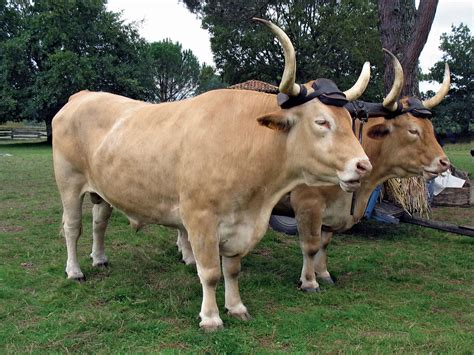 Whats The Plural Of Ox Ox Oxes Oxen