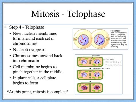 Cellular Reproduction Ppt Download