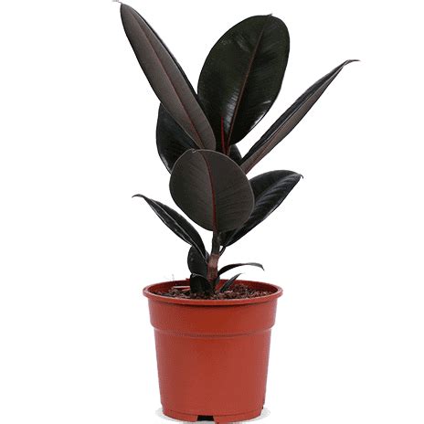 Buy ficus elastica 'abidjan' (M) - Leafy Life NL - A ficus with thick ...