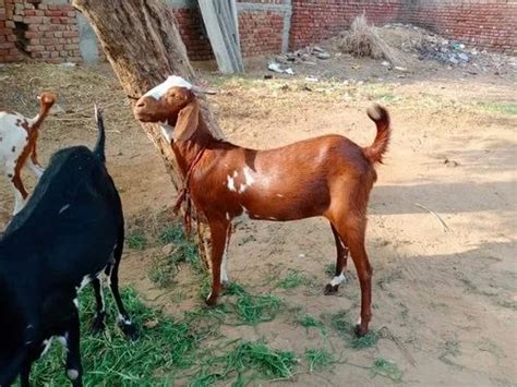 Sojat White Indian Desi Goat 6 8 Years 20 25 Kg At Rs 370kg In