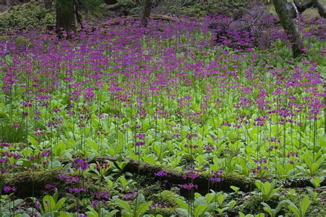 ちくさ湿原クリンソウ群生地兵庫県宍粟市千種町全国有数のクリンソウ群生地 散策同好会 旅の軌跡と備忘録