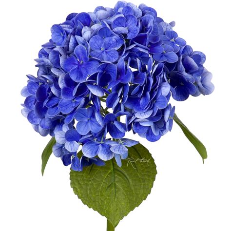 Штучні квіти та рослини Real Touch — Купити оптом та в роздріб — Prodecor