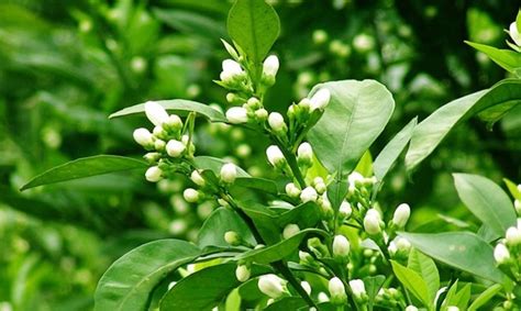 苦橙叶精油 芳疗产品 恩馨国际