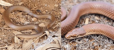 16 Common Snakes Found In Victoria 2025 Bird Watching Hq