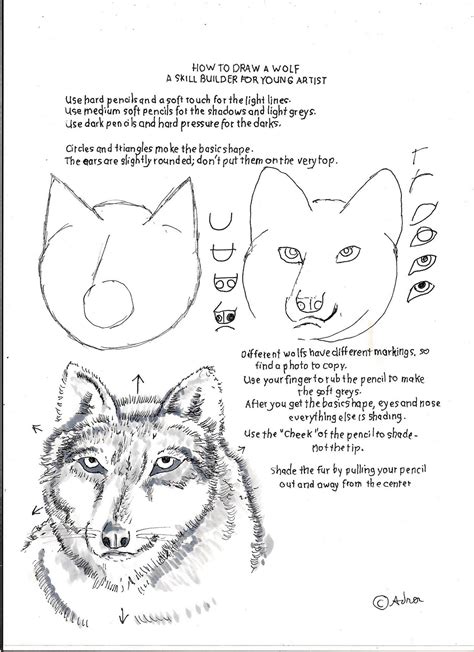 How To Draw Worksheets For The Young Artist How To Draw A Wolf A Drawing Skill Builder For A