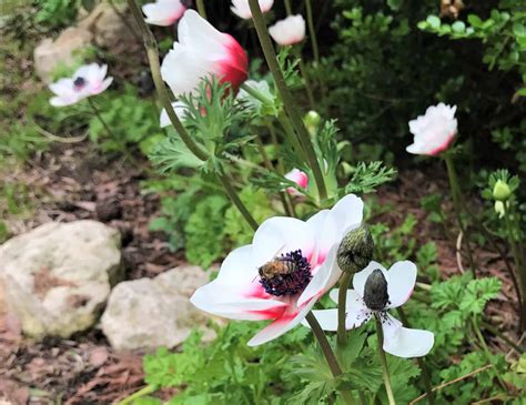 Planting And Crown Anemones And Crocus Garden In Delight