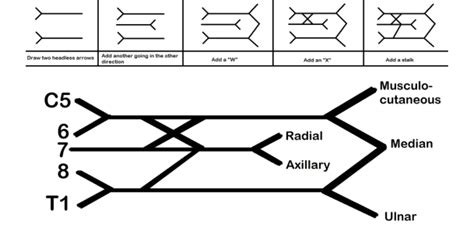 How To Draw The Brachial Plexus In 10 Seconds CRIT CLOUD ICU JOURNAL SCANNER