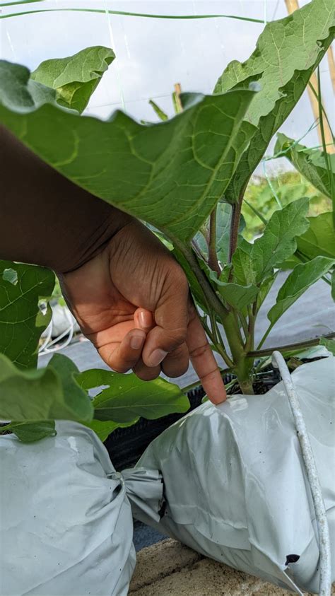 Ts Muhammad Shafiq Saari On Linkedin Tanaman Terung Direct Seeding Seminggu Sebelum Tanaman