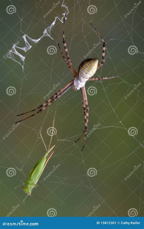 Grasshopper And Spider Stock Image Image Of Crawling 15812301