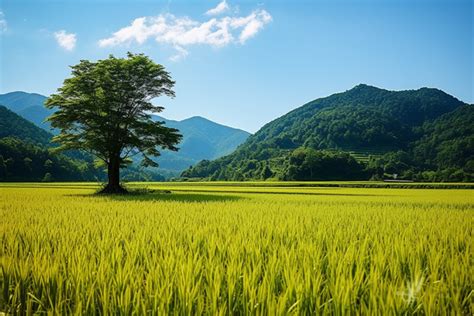 푸른 논과 산의 그림 아오니의 논 고화질 사진 사진 구름 배경 일러스트 및 사진 무료 다운로드 Pngtree
