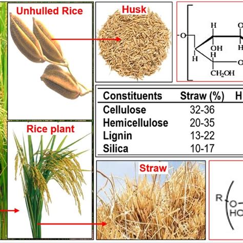 Diagrammatic Representation Of Rice Plant And Its Residues Along With Download Scientific