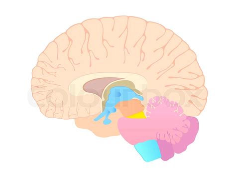Convolutions Of The Brain In Section Stock Vector Colourbox