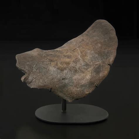 Triceratops Frill Squamosal Bone For Sale 27 Fossil Realm
