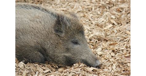 Първи случай на африканска чума при свинете в Ловешко Български Фермер