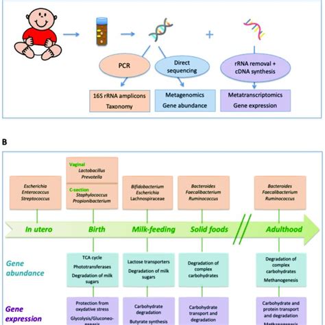A Dna And Rna Based Omic Approaches Employed For The Characterization