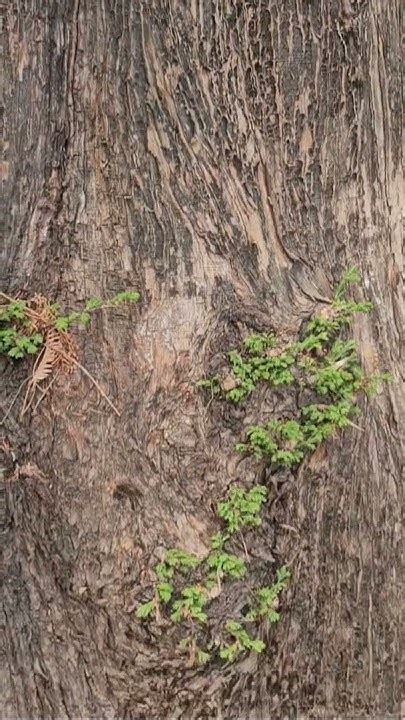 나무 메타세쿼이아 의 생명력 자른 가지에 움트는 새로운 잔가지 Youtube