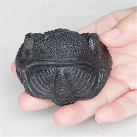 Trilobites — Fossil Store Authentic Quality Fossils For Sale Fossil Soup — Fossil Soup