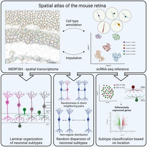 Spatial Organization Of The Mouse Retina At Single Cell Resolution