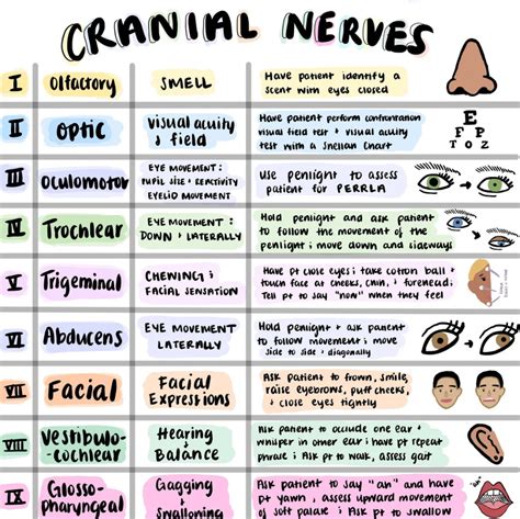 Cranial Nerves Worksheet Printable Word Searches