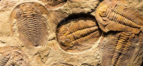 Fossil Of Trilobite Acadoparadoxides Briareus Ancient Fossilized Arthropod On Rock 20496035