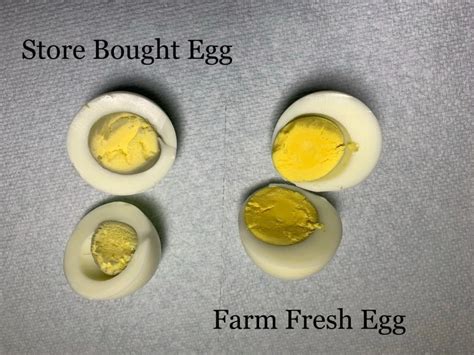Farm Eggs Vs Store Bought Eggs Our Homestead Adventures
