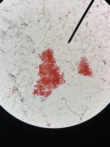 Biology Practical Exam 2 Practice Flashcards Quizlet