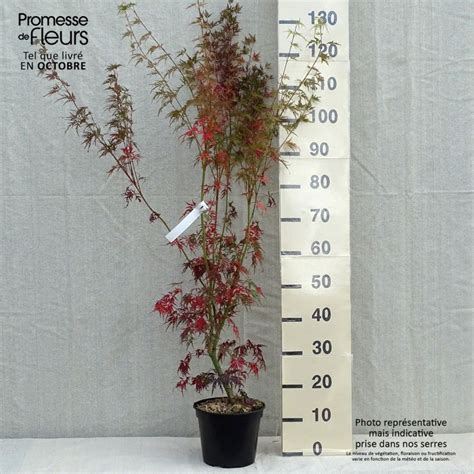Acer Palmatum Seiryu Erable Du Japon Au Feuillage Finement Découpé