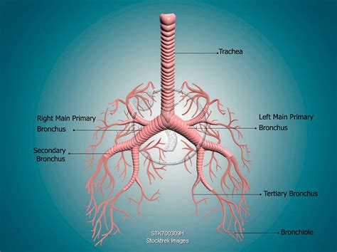 Secondary Bronchi Labeled