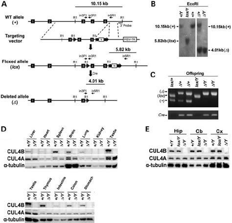 Gene Targeting Strategy Genotyping And Protein Expression A Download Scientific Diagram