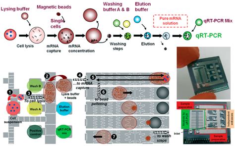 IJMS Special Issue Single Cell Analysis In Biotechnology And Systems Biology