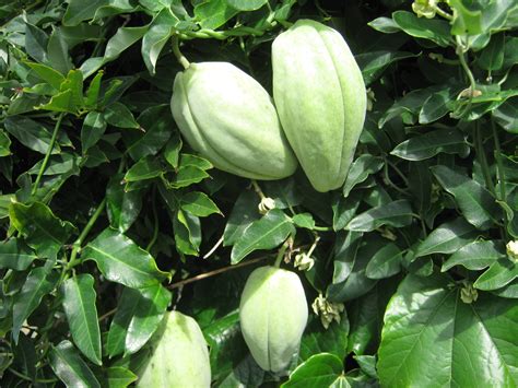 Tree Seed Pods Identification Nz Provides A Good Bloggers Ajax