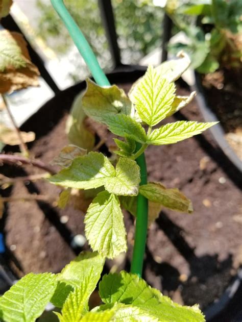 Why Are My Raspberry Leaves Dying Rgardening