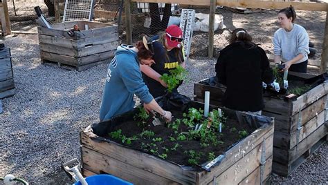 Veggie Patch North East Care Conn