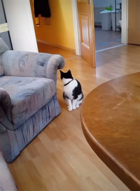 hmc while i do a speed test r holdmycatnip