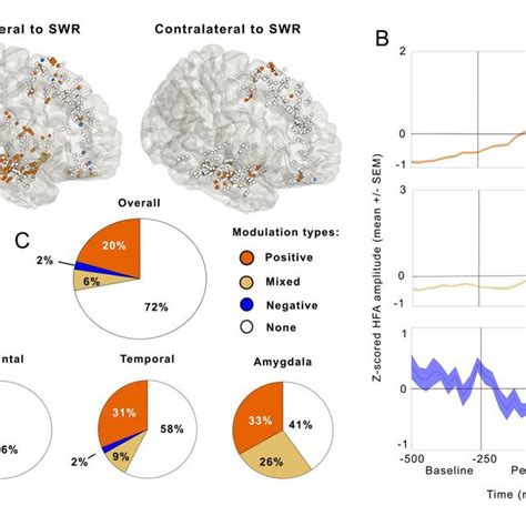 High Frequency Activity Hfa Modulation Around Sharp Wave Ripples
