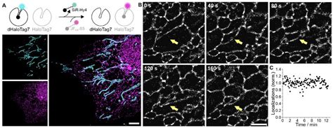 Nikon Instruments On Linkedin Superresolution Microscopy Smlm Deeplearning