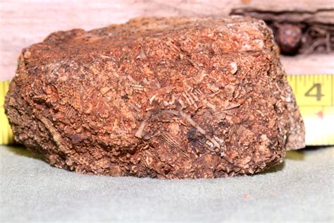 Fossils In Quartz Fossil ID The Fossil Forum Fossils In Quartz Fossil ID The Fossil Forum