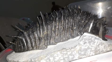 Real Or Fake Trilobite From Morocco Is It Real How To Recognize Fossil Fabrications The