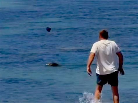 Hawaii Monk Seal Attacker Arrested Faces Prison And 70k Fine Surfer